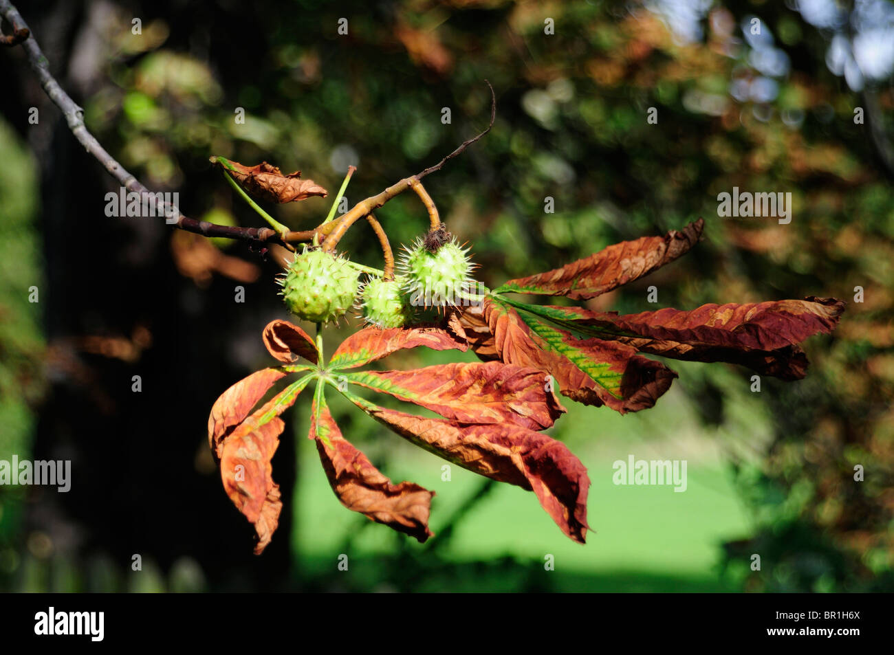 Falling conkers hi-res stock photography and images - Alamy