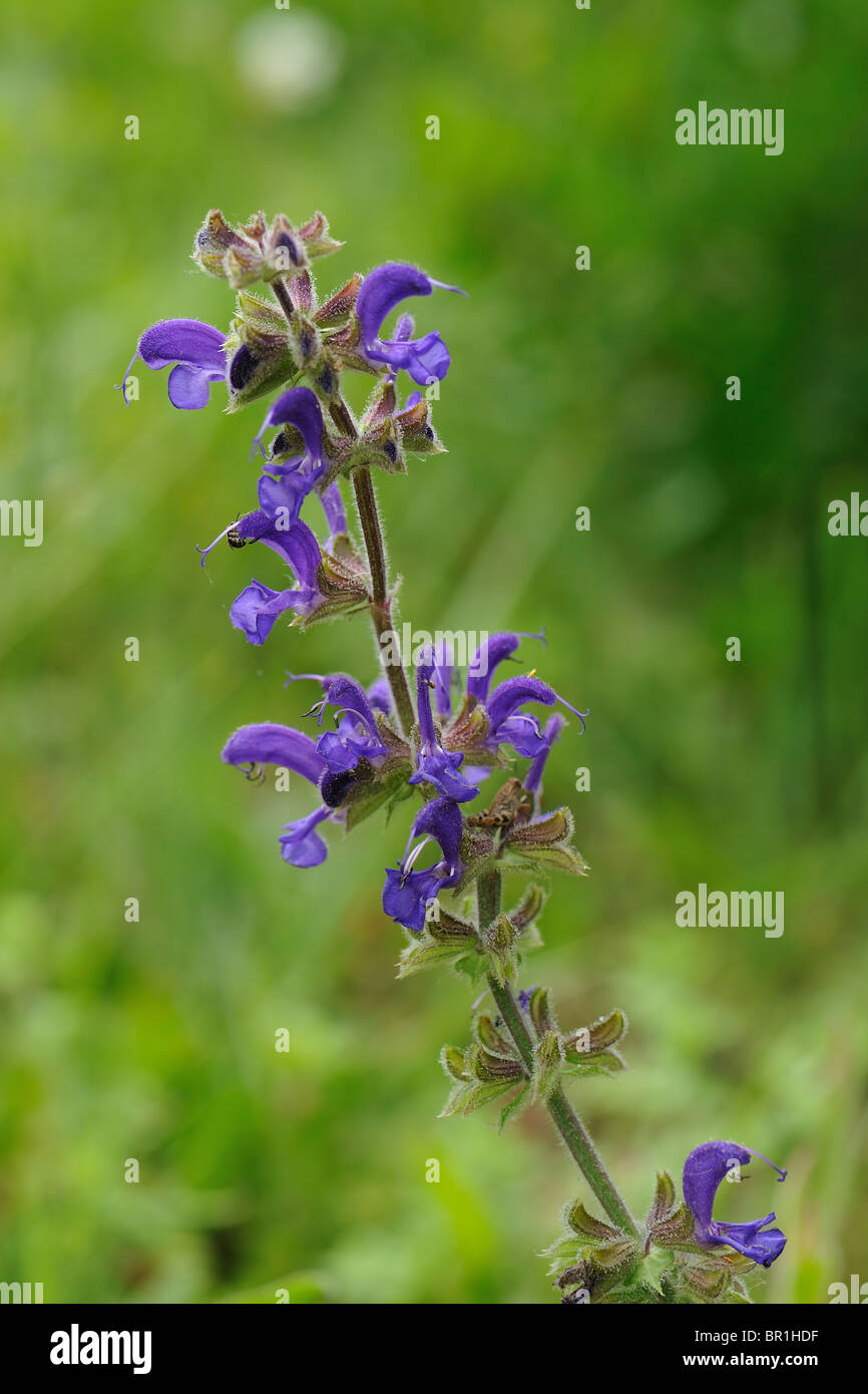 Meadow sage - Meadow clary (Salvia pratensis) flowering at spring ...