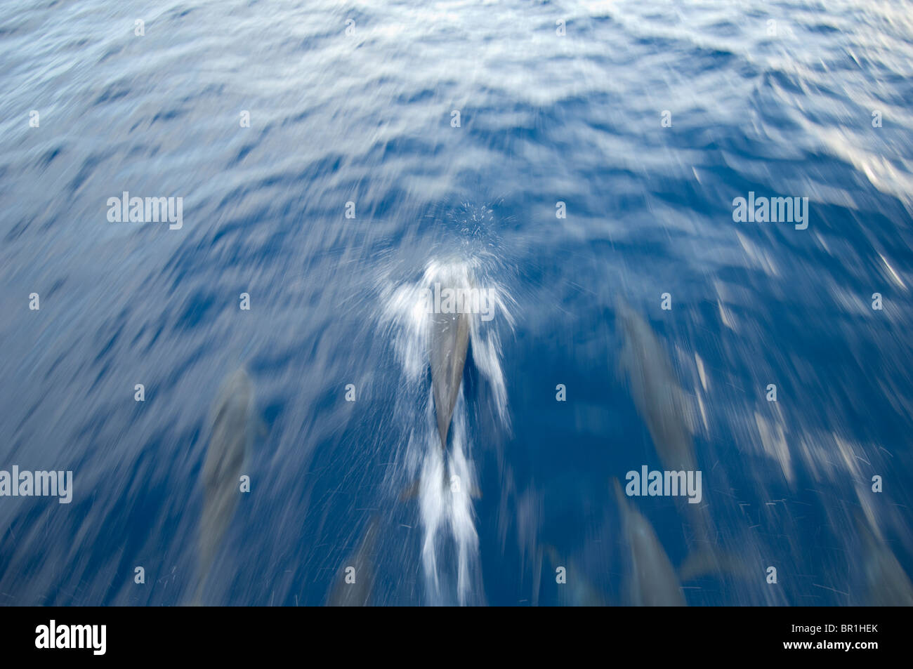 Dolphins racing bow wave Stock Photo - Alamy