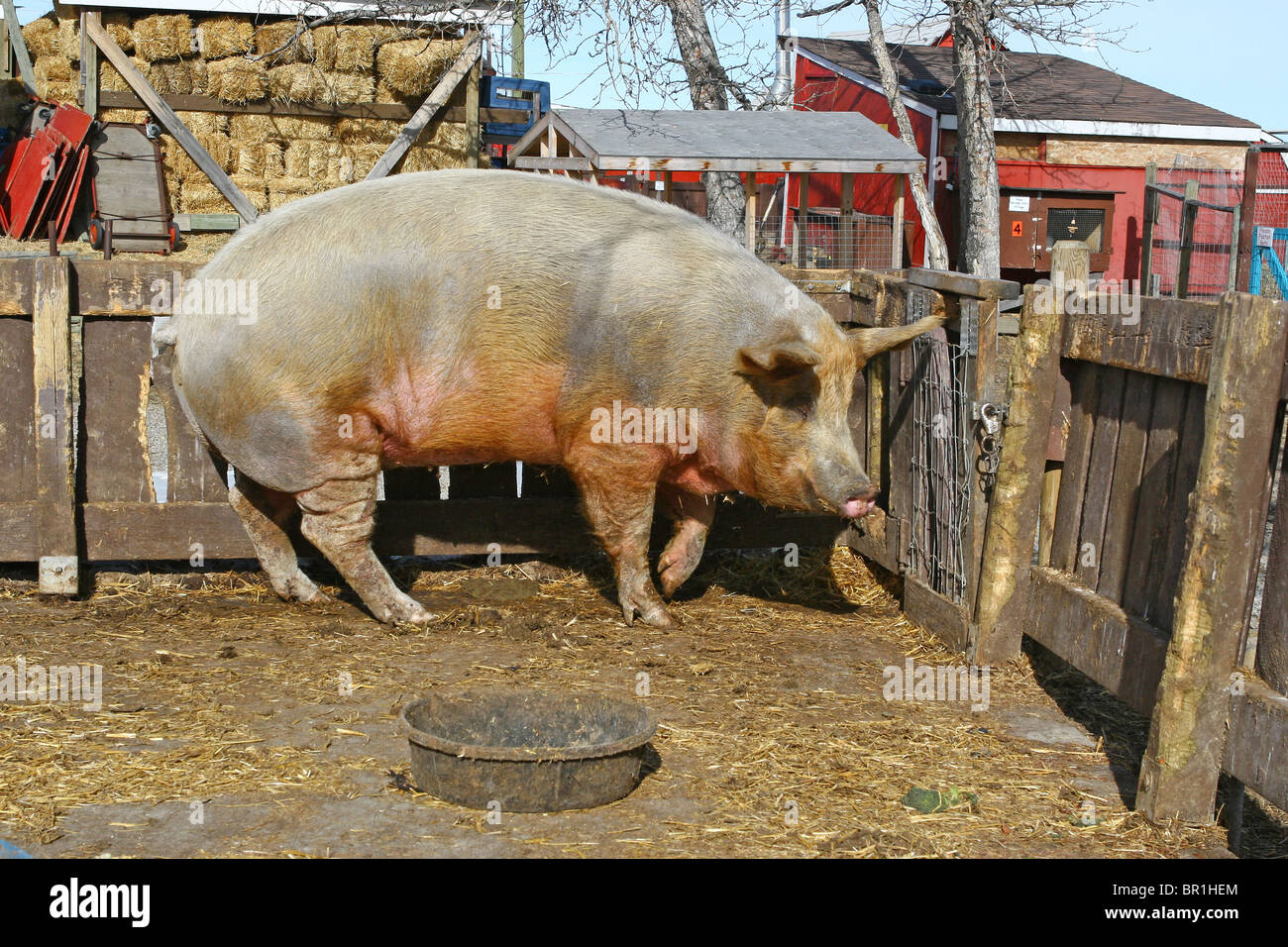 Pig farming business in hi-res stock photography and images - Alamy