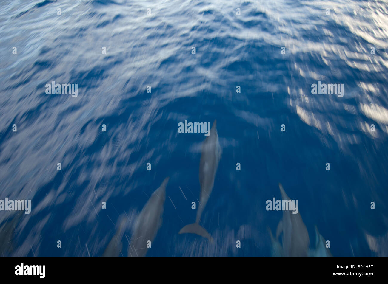 Bow wave dolphin hi-res stock photography and images - Alamy