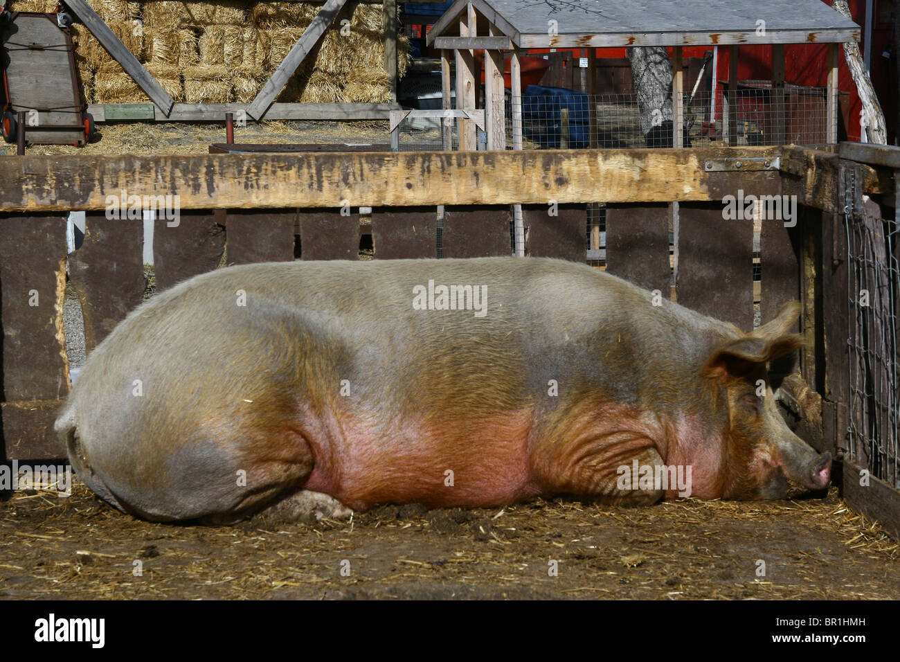 Pig farming business in hi-res stock photography and images - Alamy