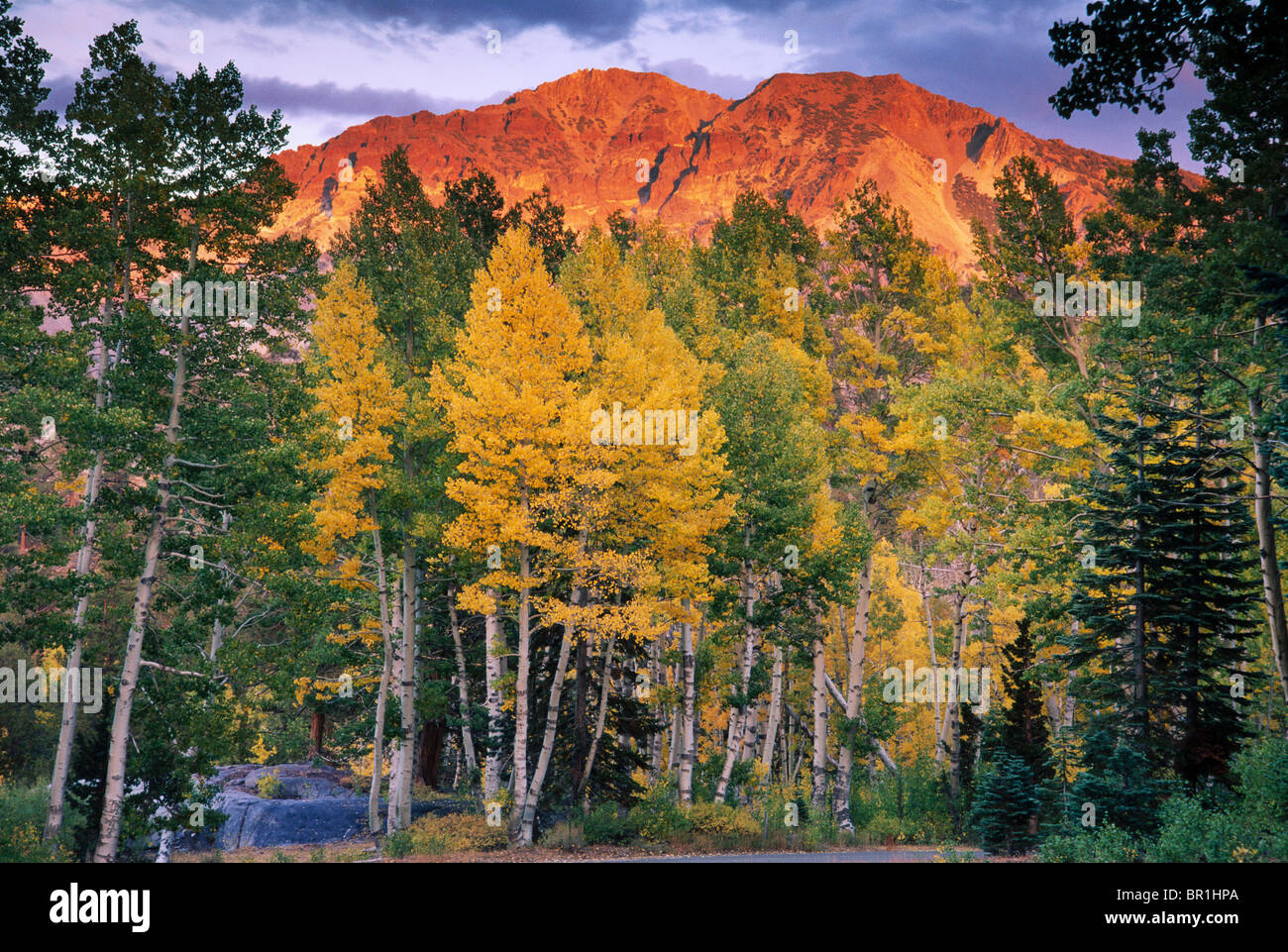 Aspen Trees, landscape Stock Photo - Alamy