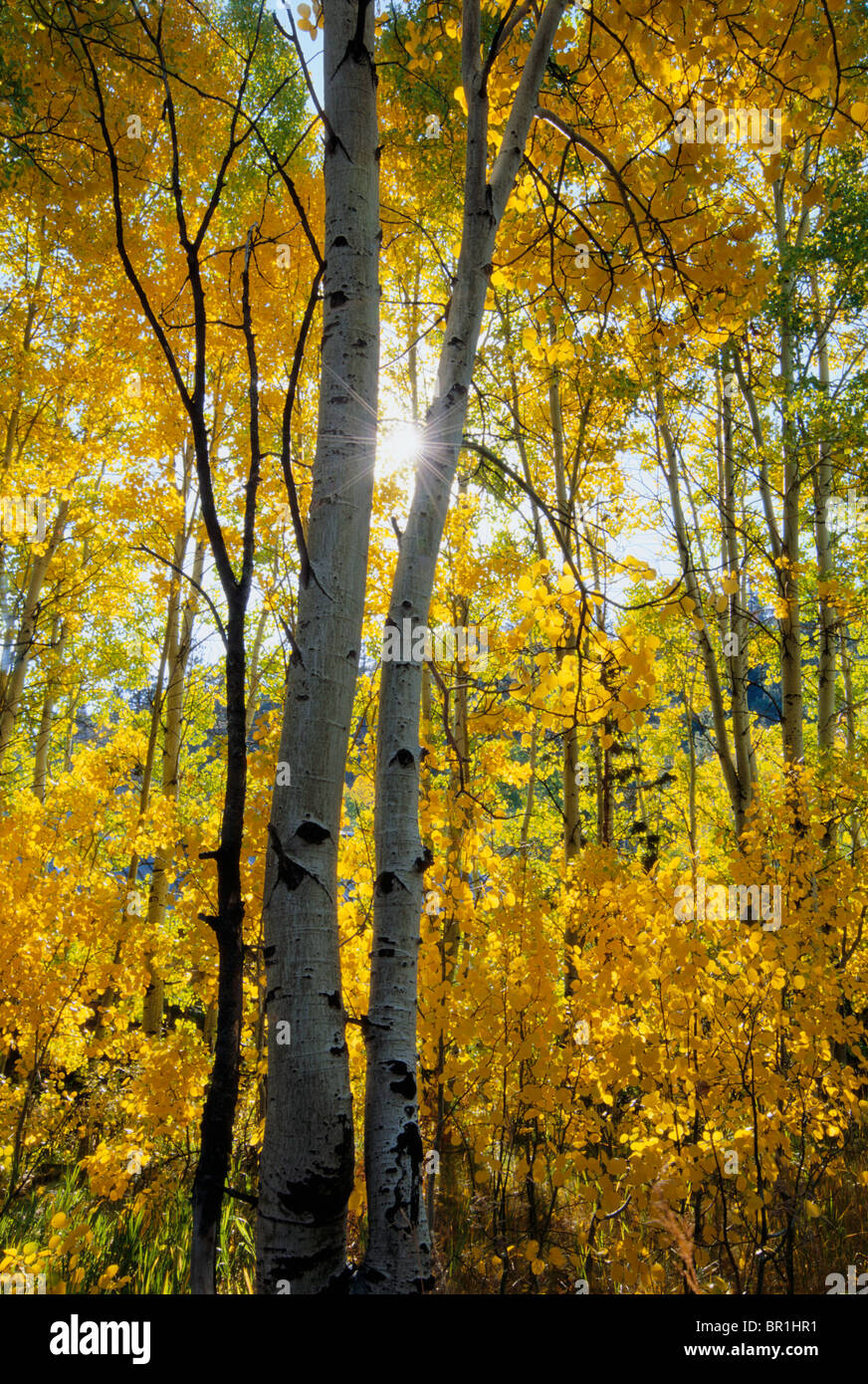 Backlit vertical image of aspen trees in the Sierra Mountains Stock ...