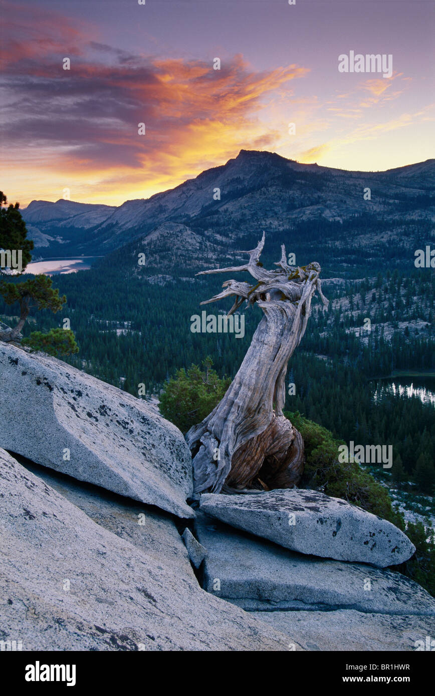 Juniper Tree above mountain valley, landscape Stock Photo - Alamy