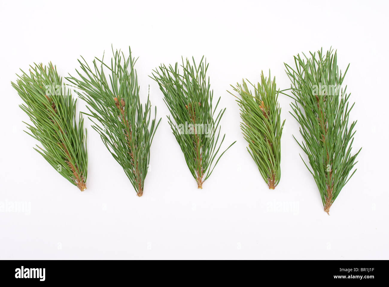 Pine tree needle in Cut Out Stock Images & Pictures - Alamy