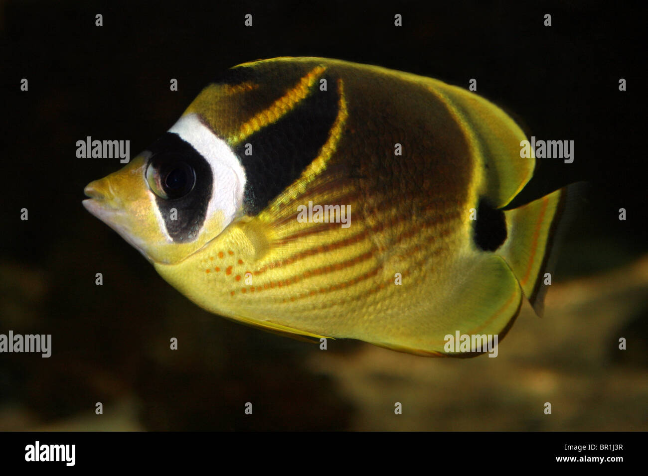 Chaetodon lunula raccoon butterflyfish hi-res stock photography and ...