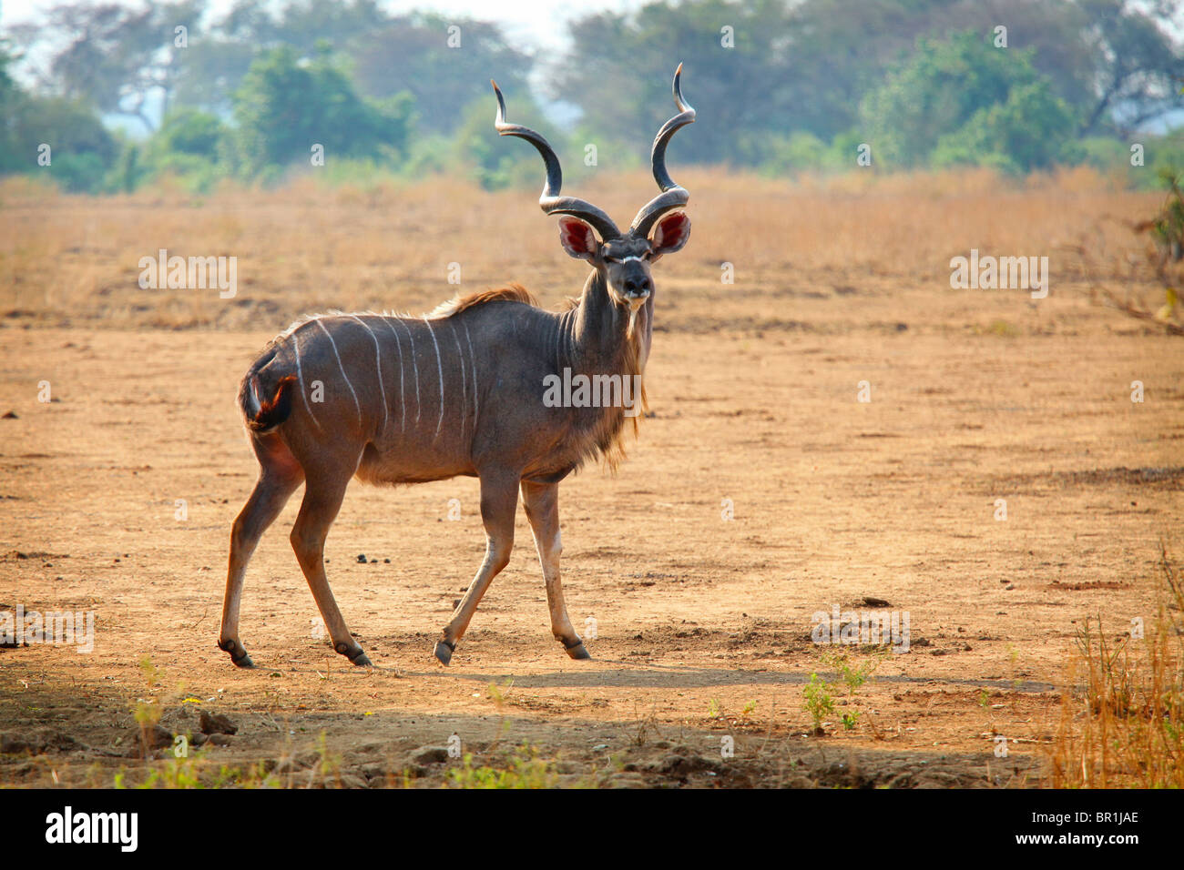Kudu buck hi-res stock photography and images - Alamy