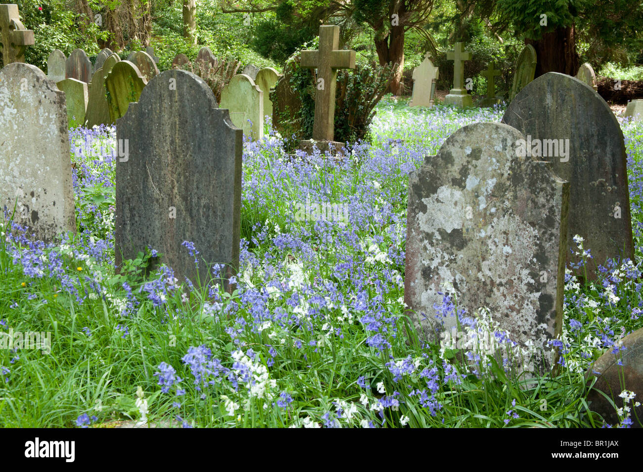 bluebells in an english church graveyard with headstones Stock Photo ...