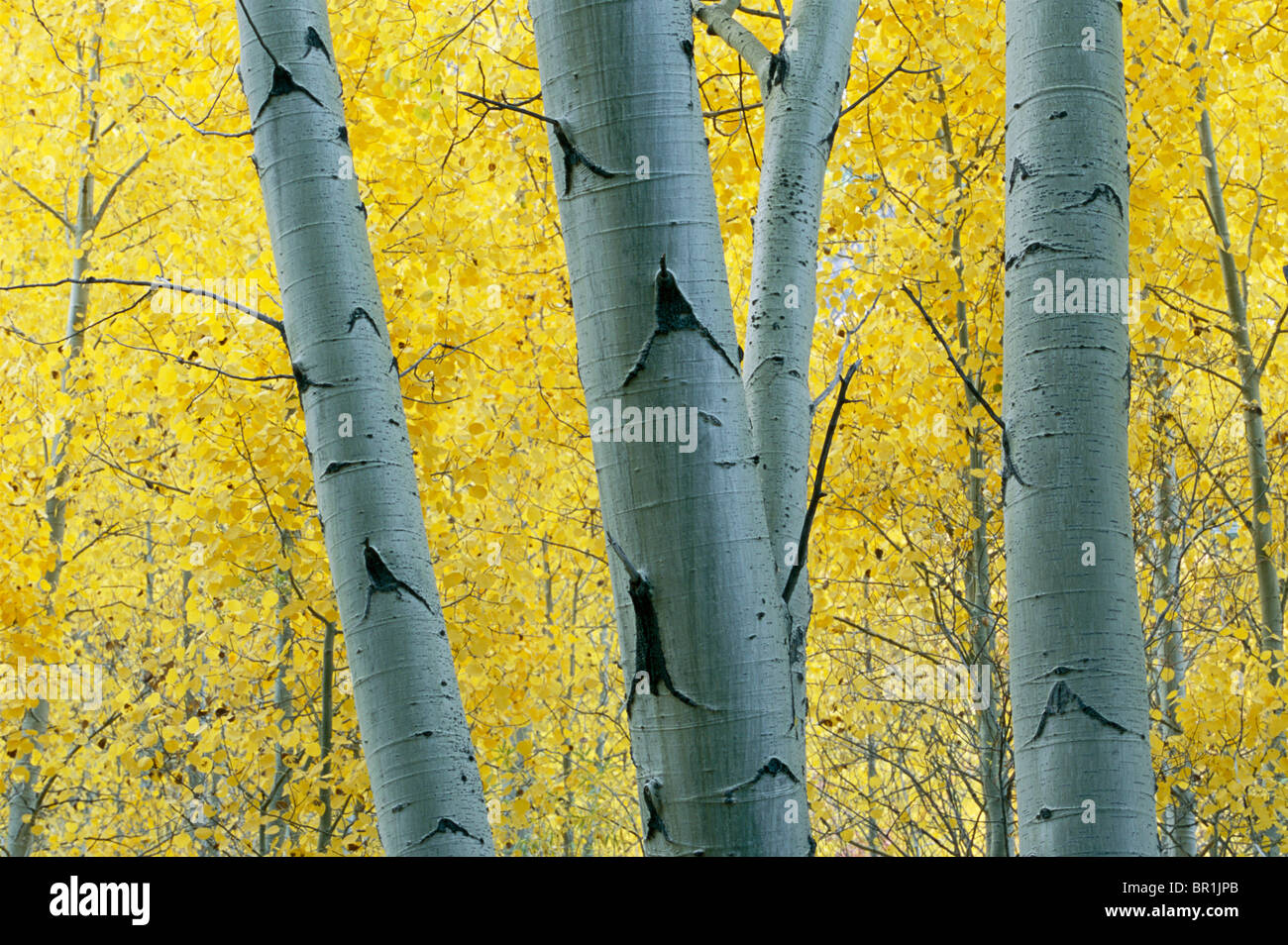 White aspen trunks are offest by the brilliant yellow of their fall ...