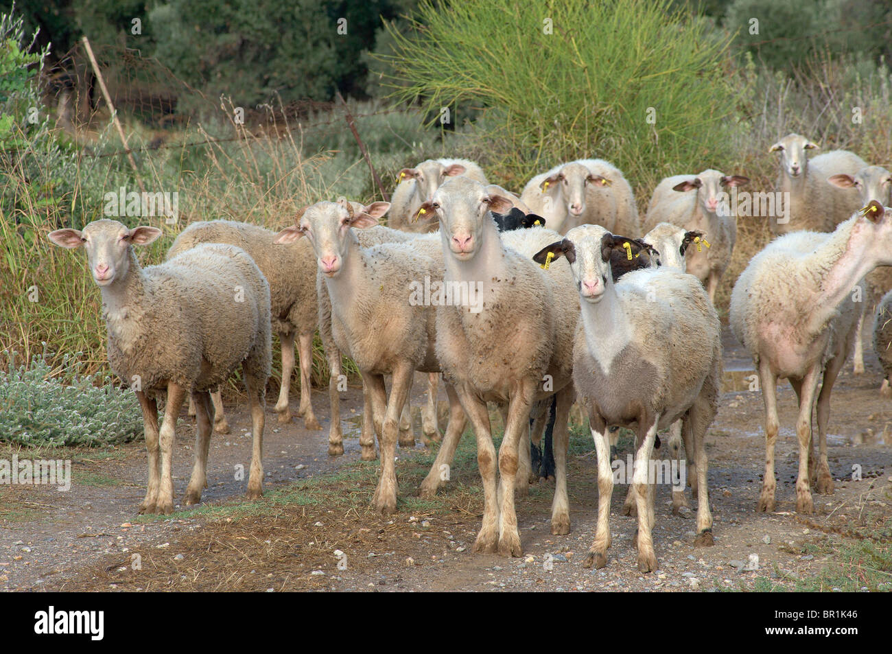 Cretan sheep with ear tags Greece Stock Photo - Alamy