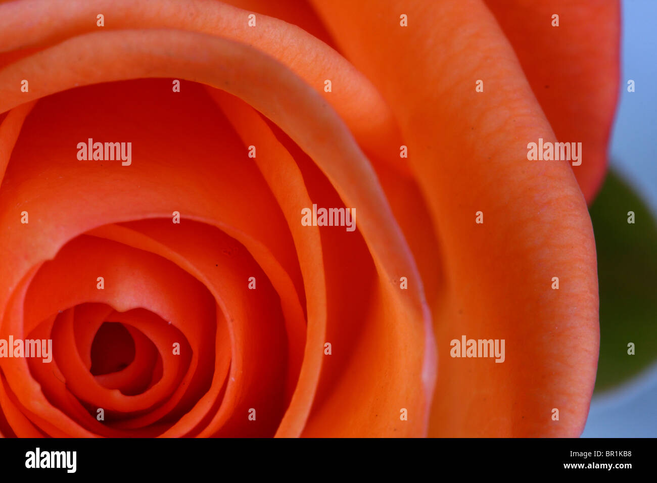 Copper rose color hi-res stock photography and images - Alamy