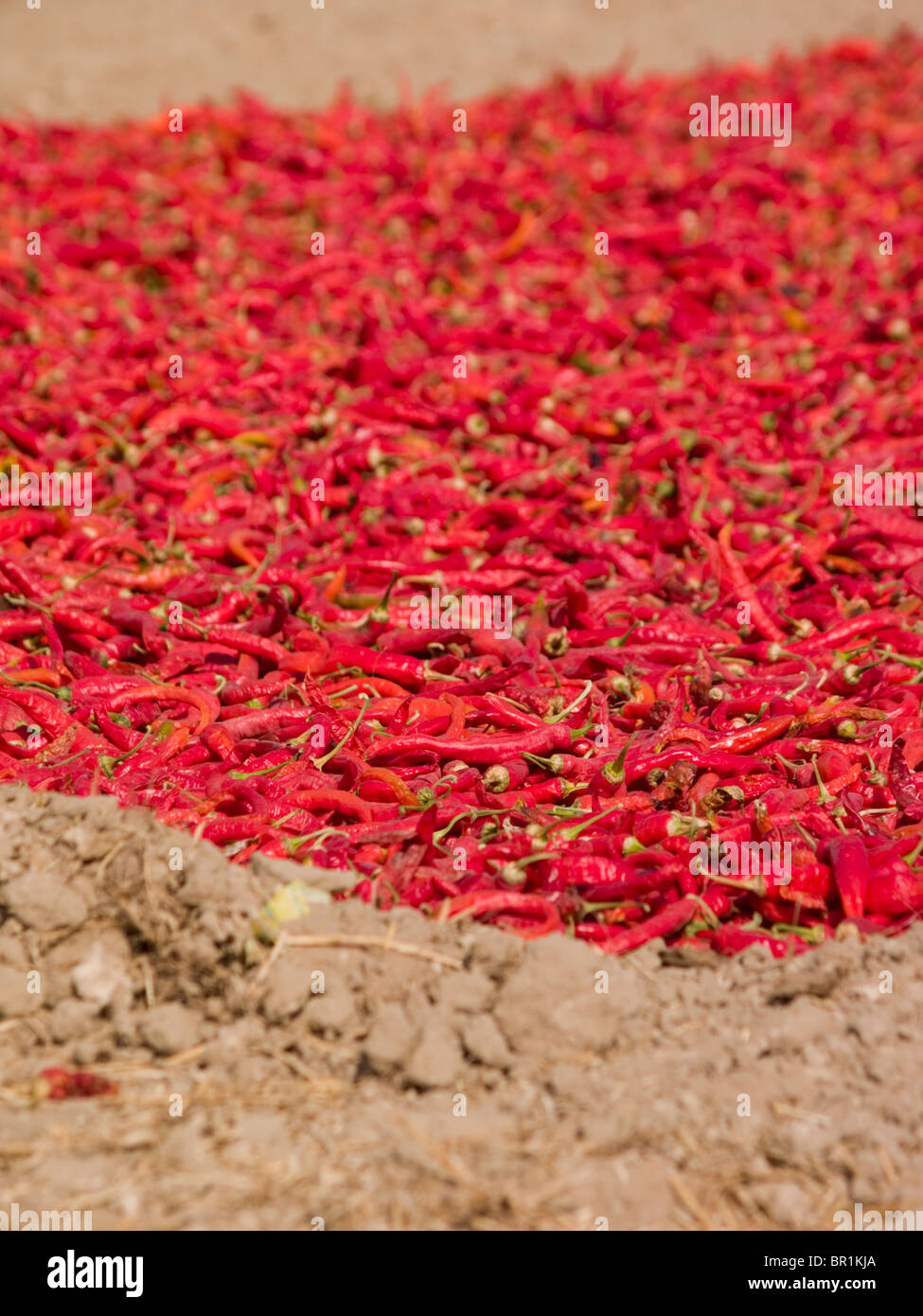 Chili peppers drying in the sun Stock Photo - Alamy