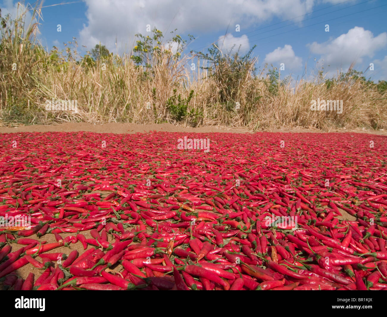 Chili peppers drying in the sun Stock Photo - Alamy
