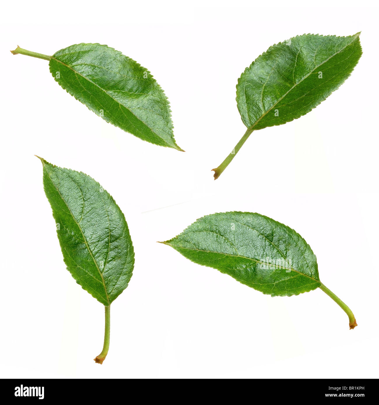 Apple Leaves Stock Photo 31384937 Alamy