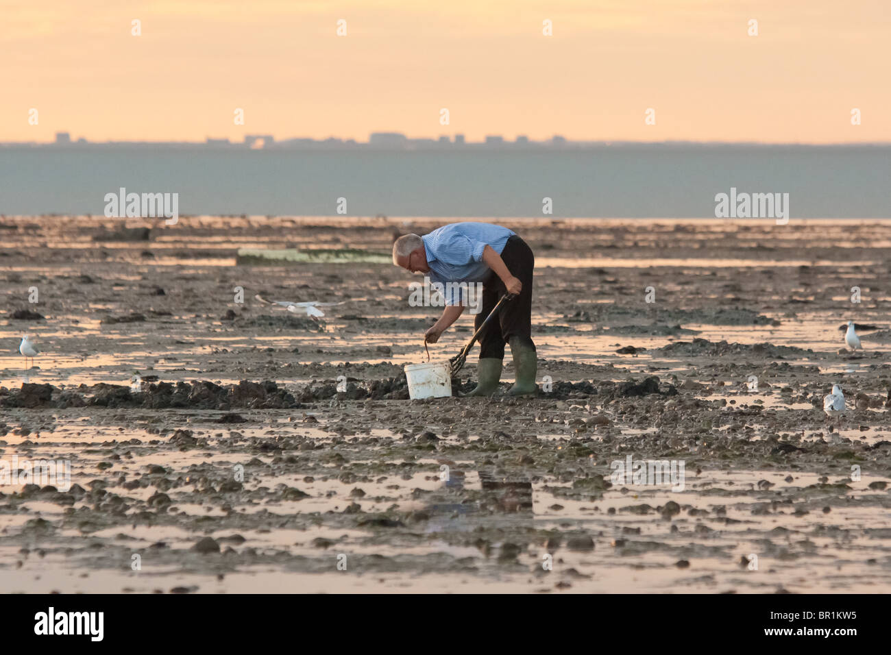 Whitstable bait digger puts worm into a bucket Stock Photo - Alamy