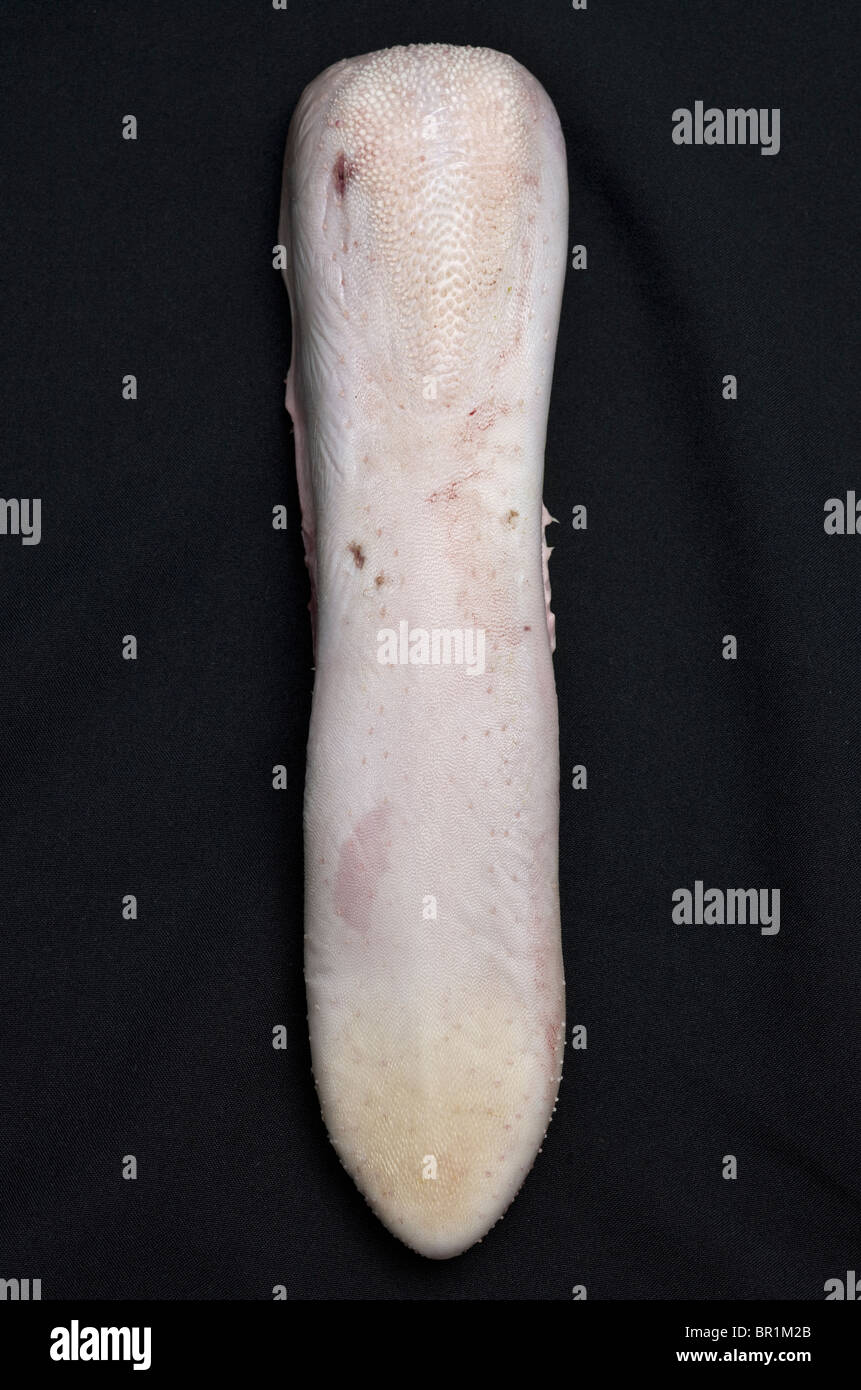 Raw ox tongue hi-res stock photography and images - Alamy