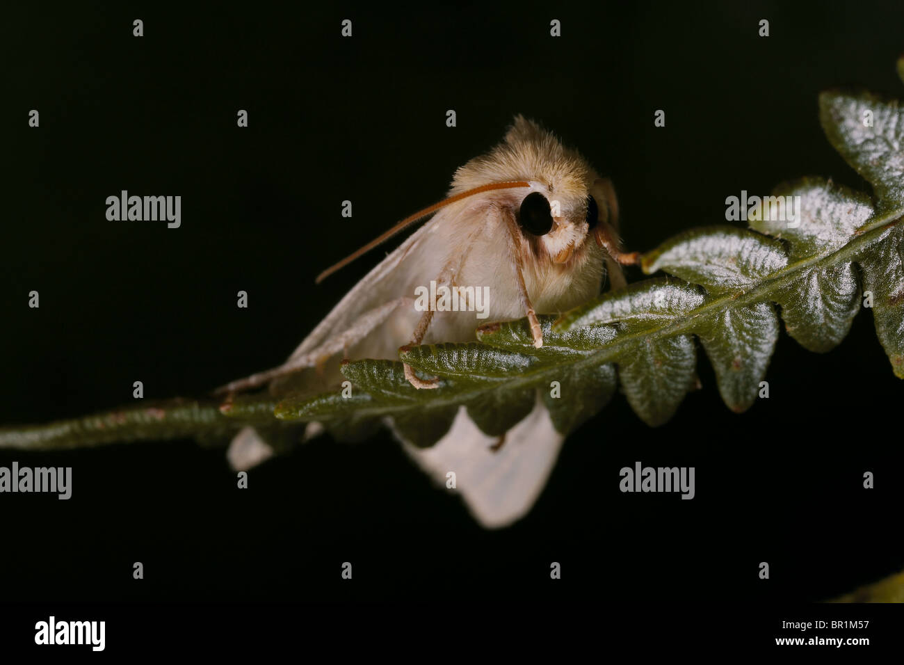 Fen Wainscott, Arenostola phragmitidis, moth Stock Photo - Alamy