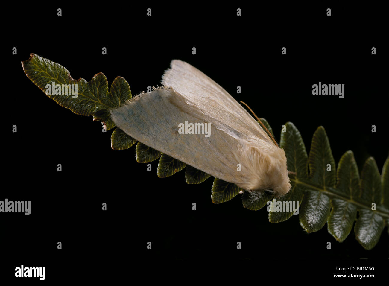 Wainscott hi-res stock photography and images - Alamy