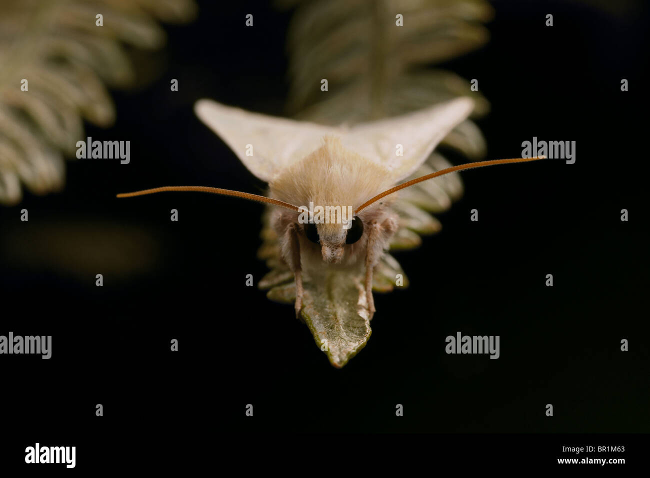 Fen Wainscott, Arenostola phragmitidis, moth Stock Photo - Alamy