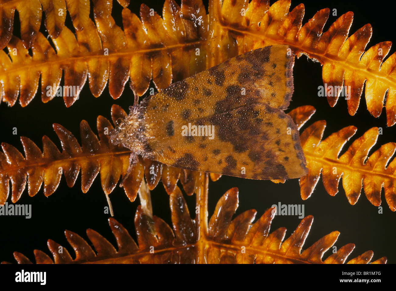 Pink Barred Sallow, Xanthia togata moth Fen Bog nature reserve North ...