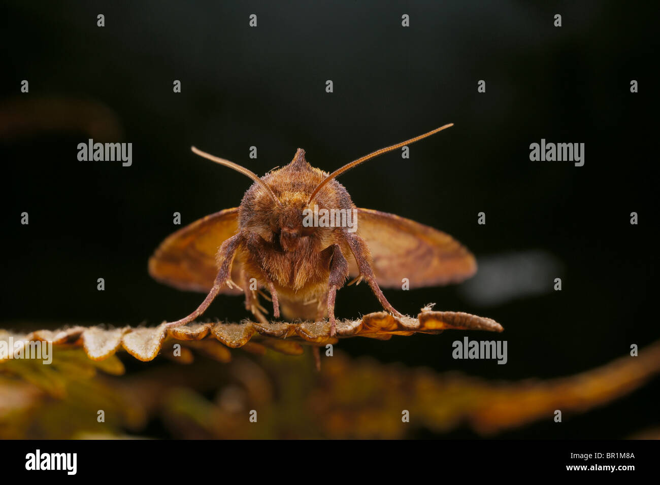 Pink Barred Sallow, Xanthia togata moth Fen Bog nature reserve North ...