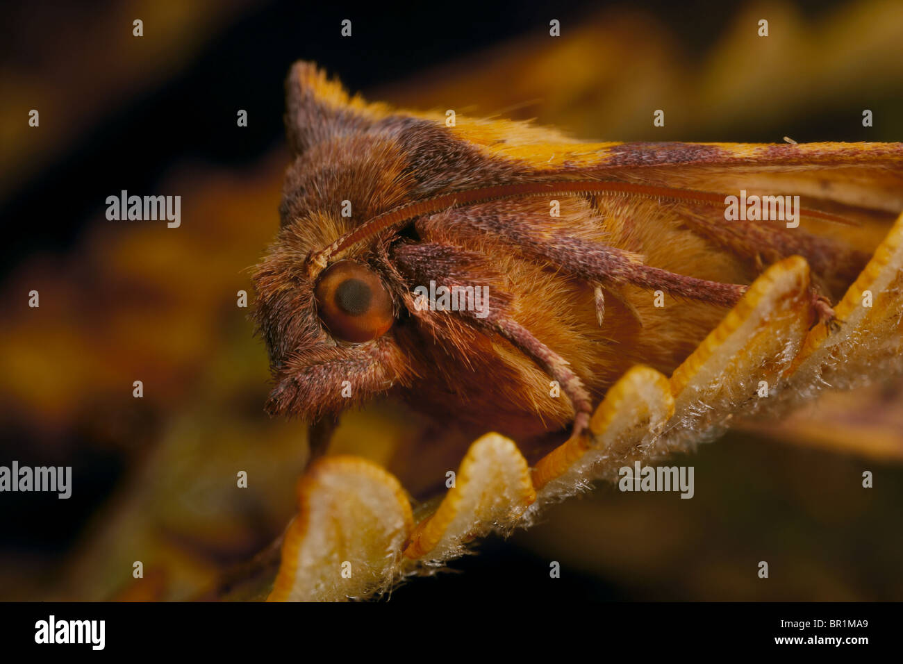Fen Bog Yorkshire Insect High Resolution Stock Photography and Images ...