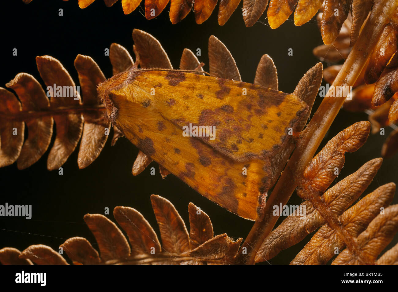 Pink Barred Sallow, Xanthia togata moth Fen Bog nature reserve North ...