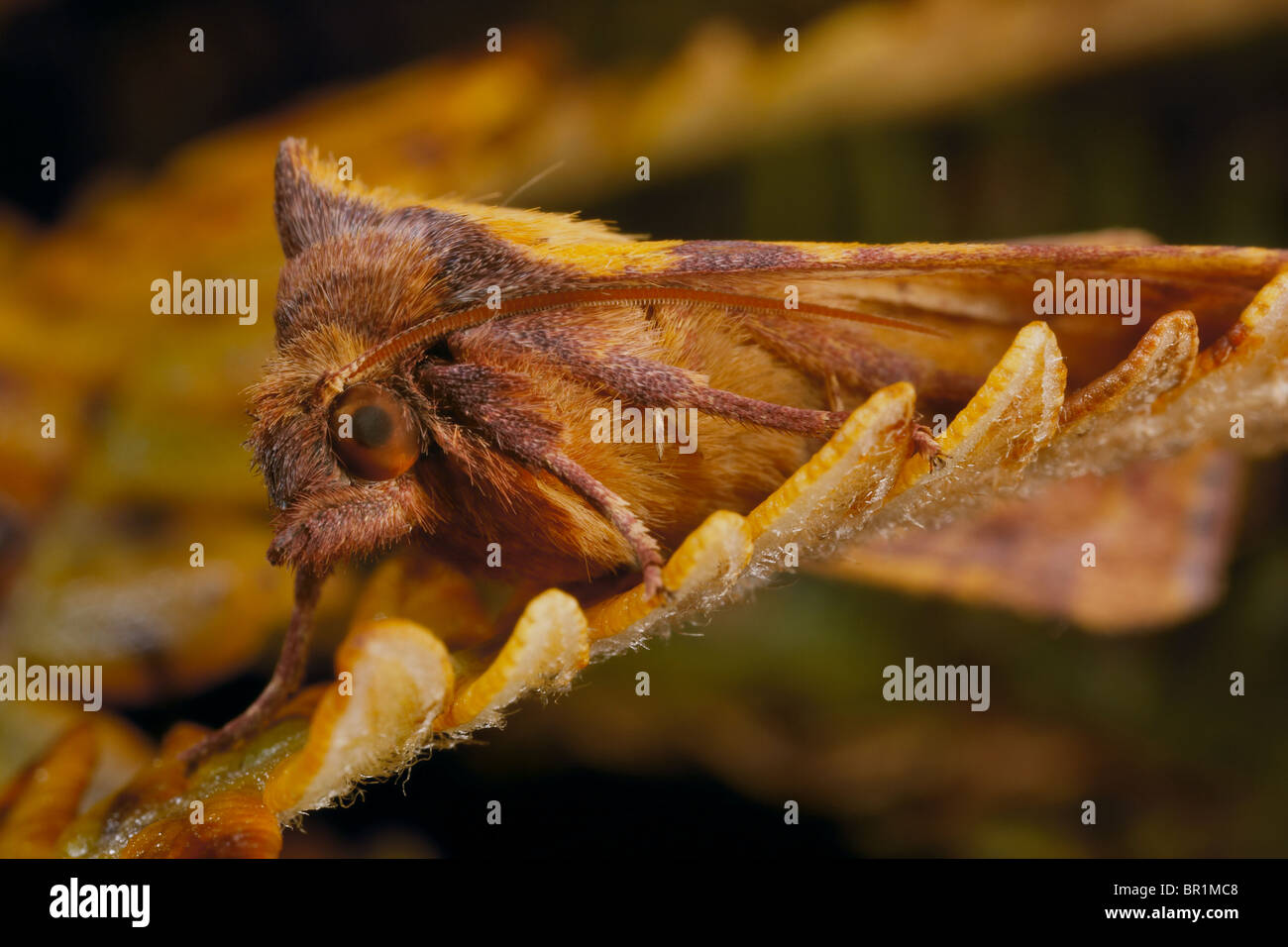 Pink Barred Sallow, Xanthia togata moth Fen Bog nature reserve North ...
