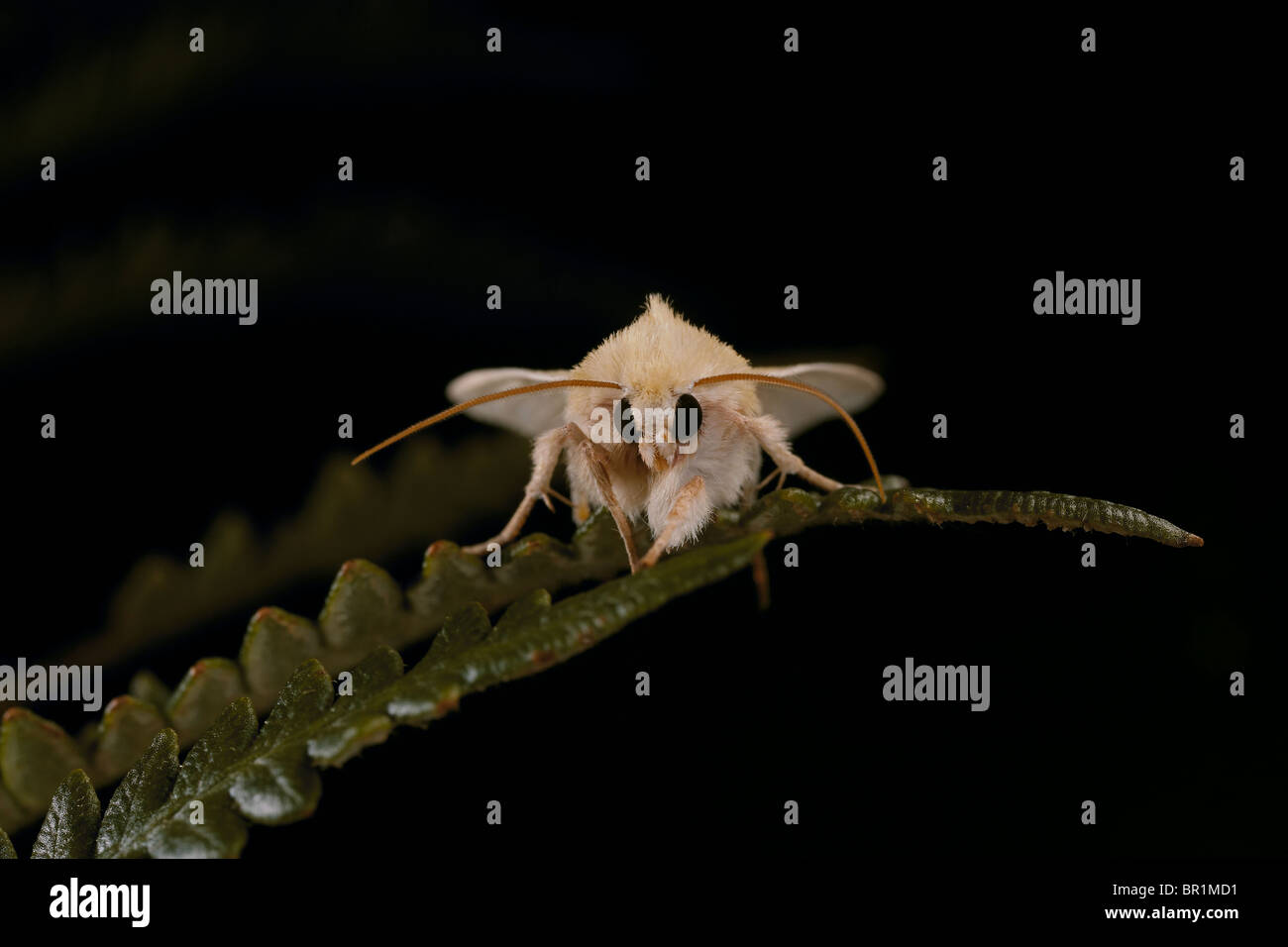 Fen Wainscott, Arenostola phragmitidis, moth Stock Photo - Alamy