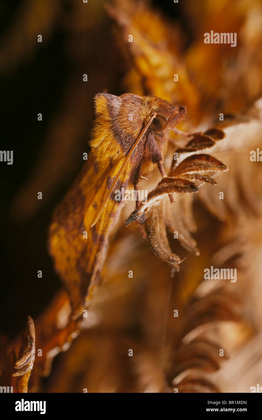 Fen bog yorkshire insect hi-res stock photography and images - Alamy