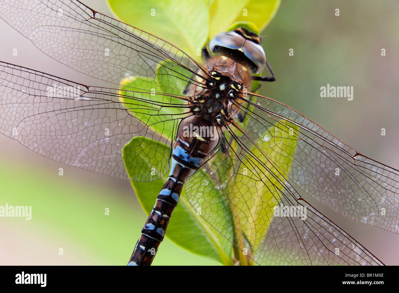 A male Migrant Hawker Dragonfly (Aeshna mixta) at rest on a plant ...