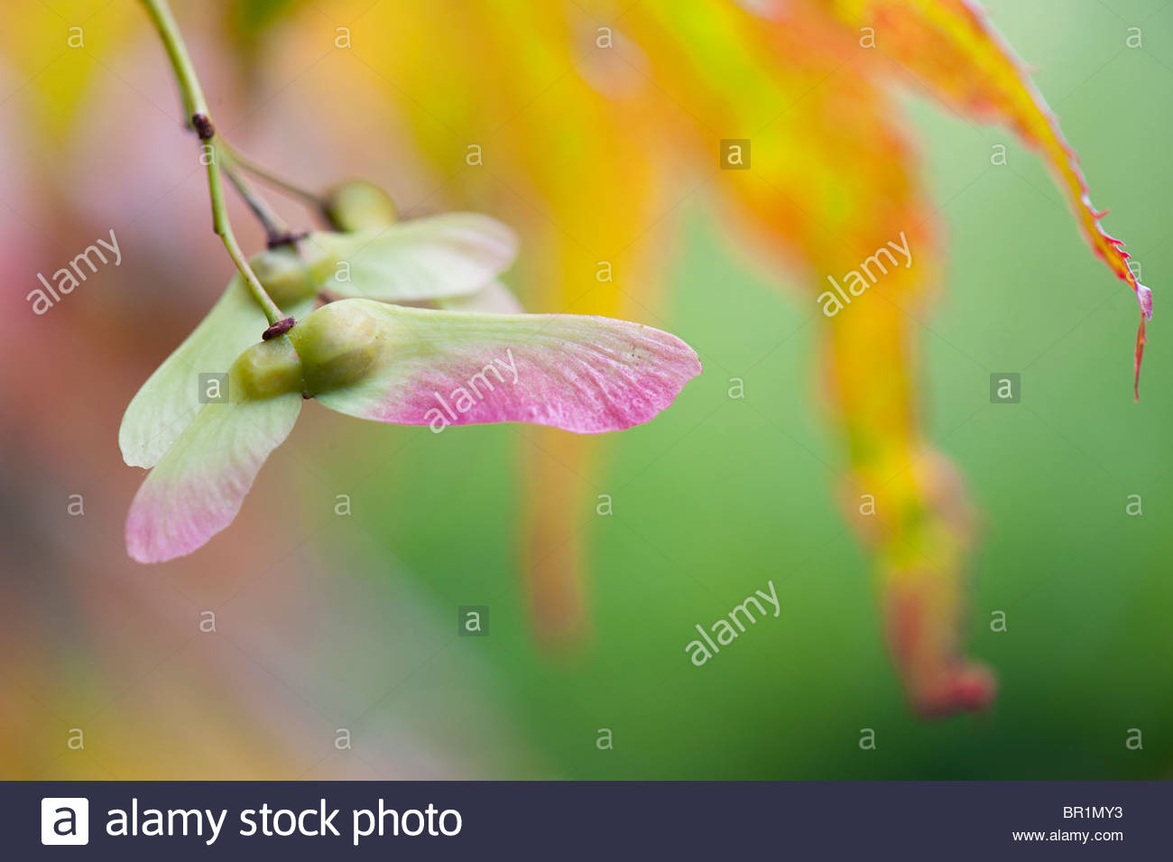 Pink Seed Pods Stock Photos & Pink Seed Pods Stock Images - Alamy