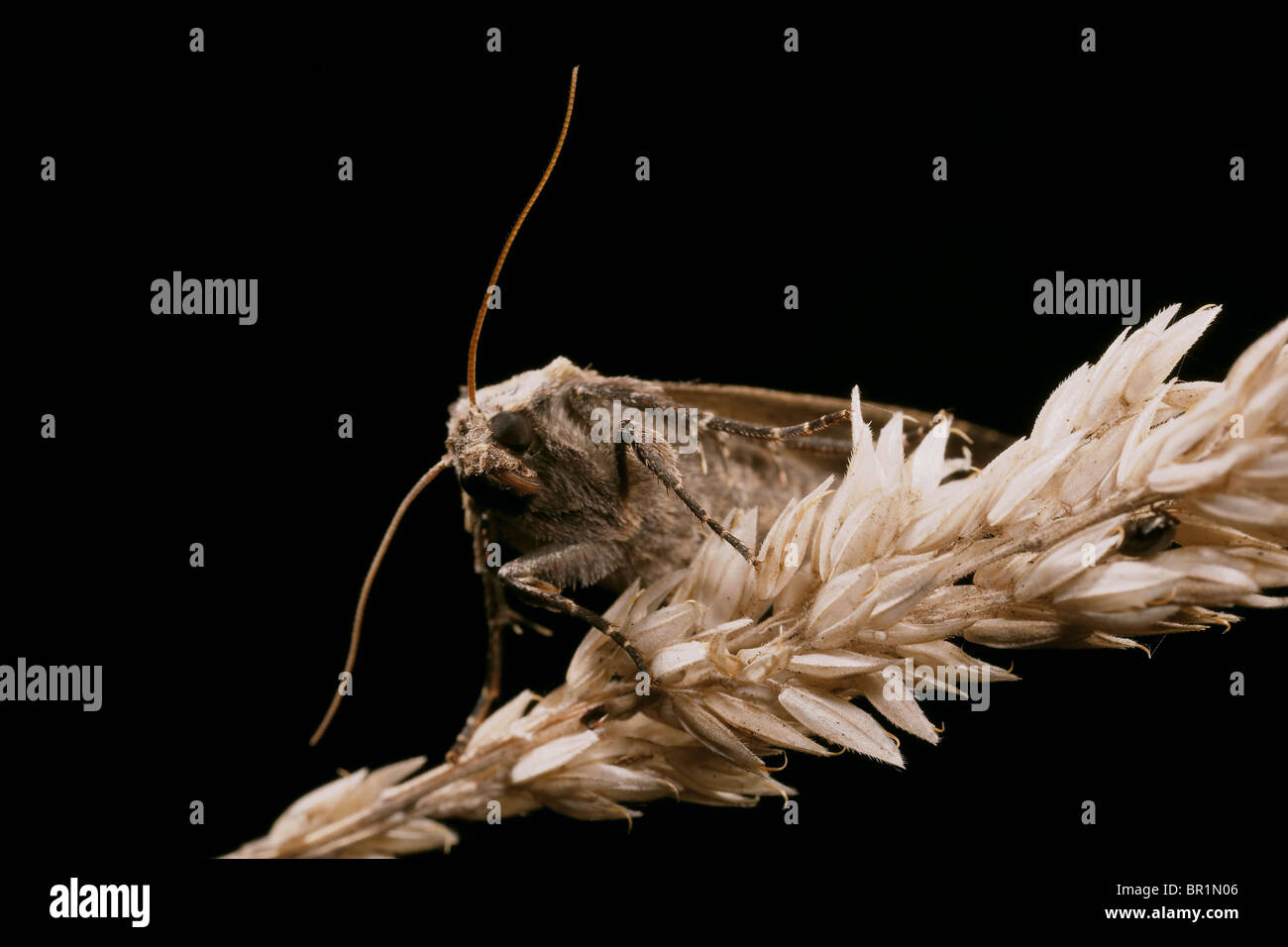 Setaceous hebrew character uk hi-res stock photography and images - Alamy