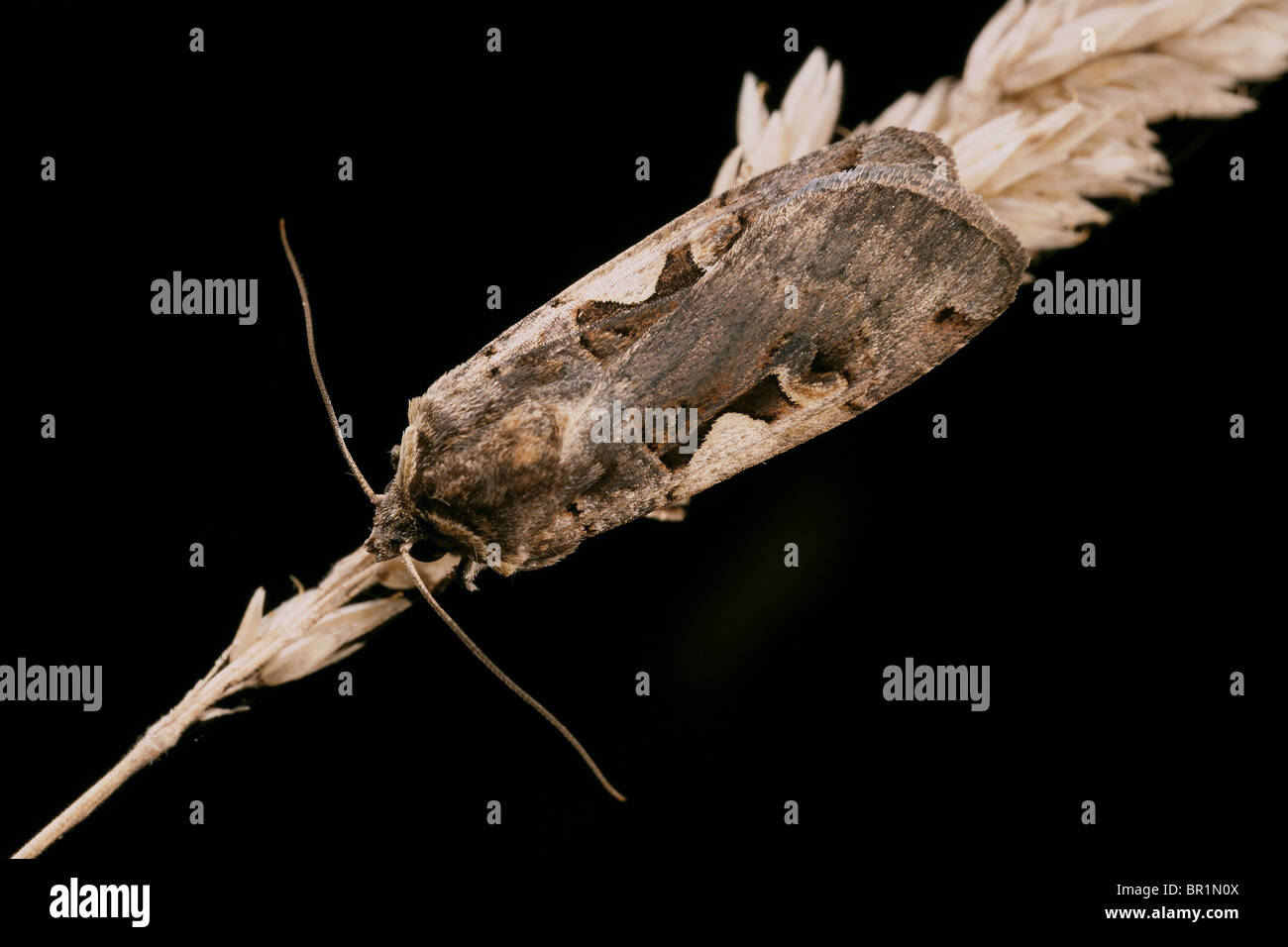 Setaceous Hebrew Character Moth High Resolution Stock Photography and ...
