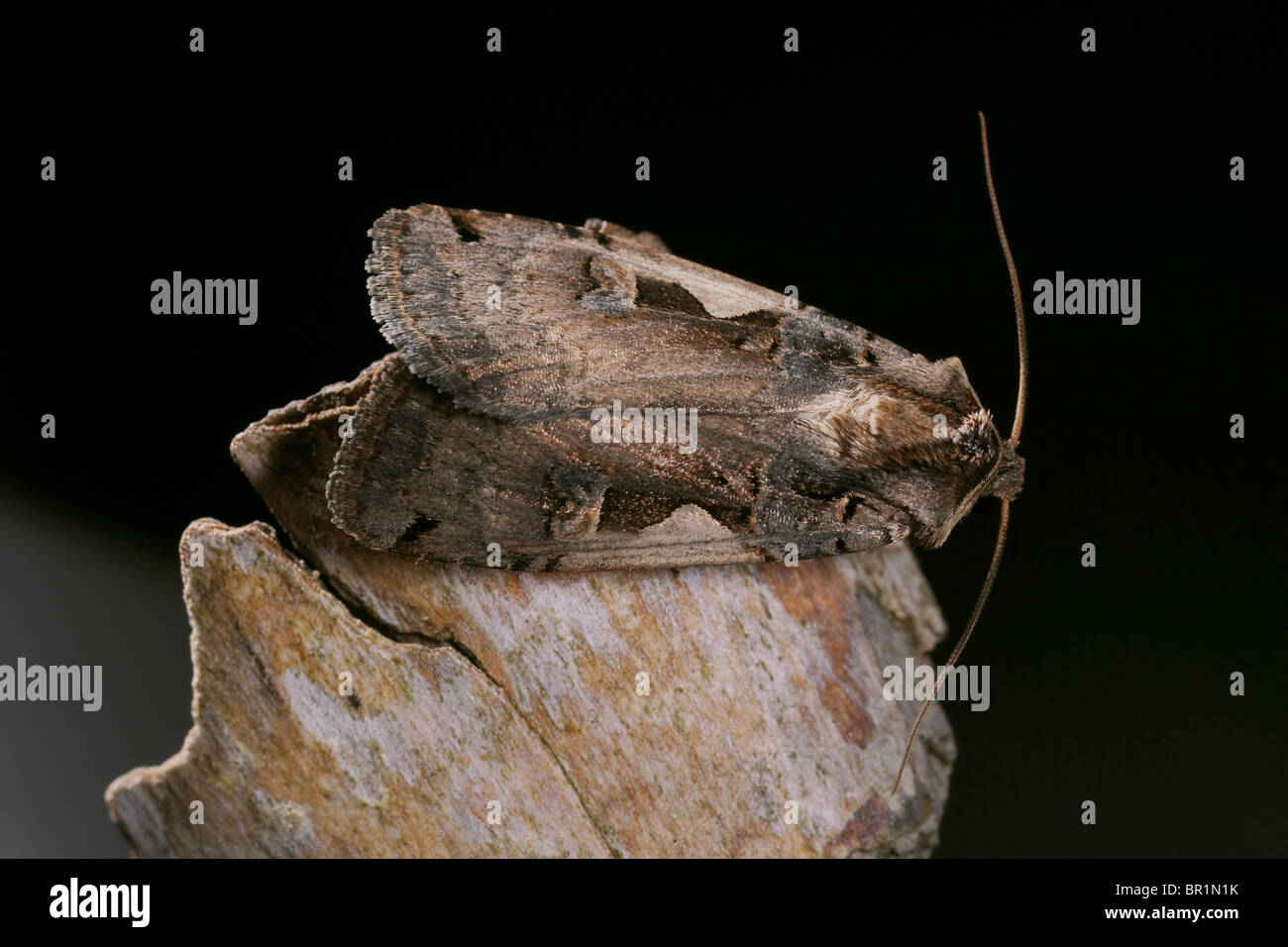 Setaceous Hebrew Character, Xestia c-nigrum moth Stock Photo - Alamy