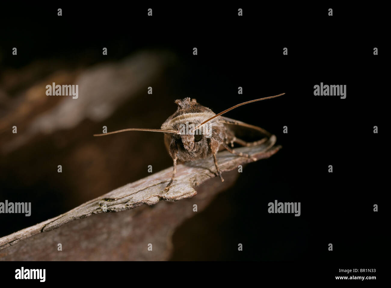 Setaceous Hebrew Character, Xestia c-nigrum moth Stock Photo - Alamy