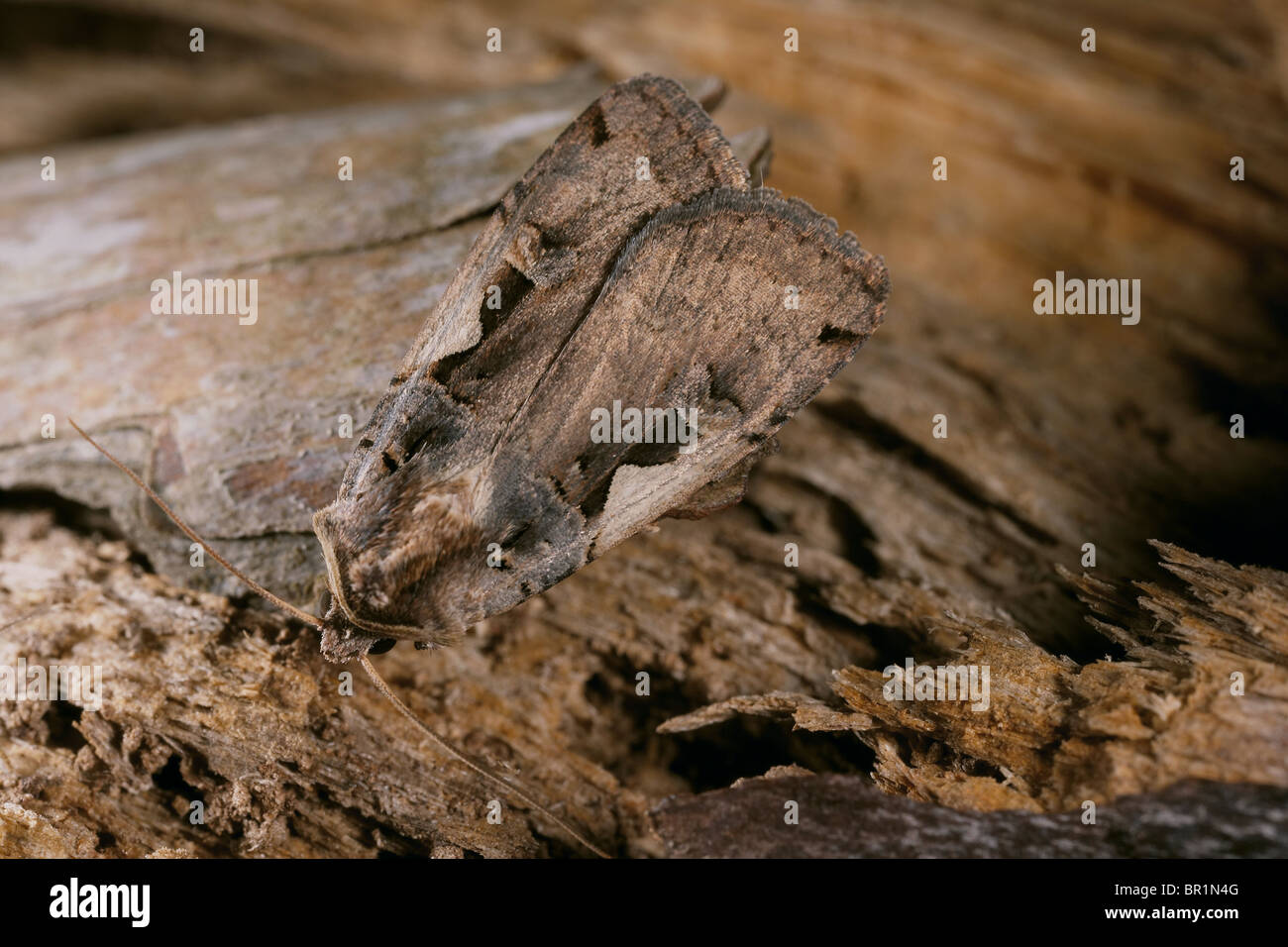 Setaceous Hebrew Character, Xestia c-nigrum moth Stock Photo - Alamy