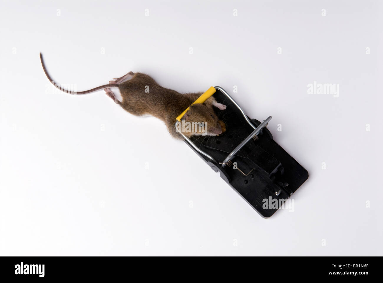 Dead mouse caught in a mousetrap Stock Photo - Alamy