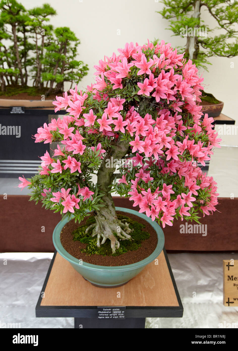 Shrubs and flowering plants hi-res stock photography and images - Alamy