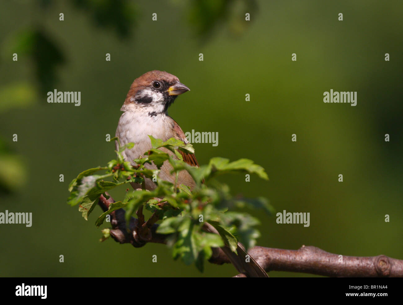 Male english sparrow hi-res stock photography and images - Alamy