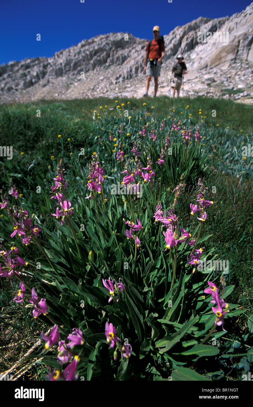 Hikers in an alpine meadow with flowers in eastern Sierra Nevada ...
