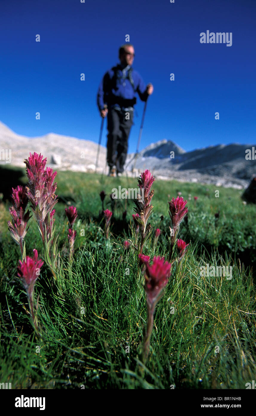 Hikers in an alpine meadow with flowers in eastern Sierra Nevada ...