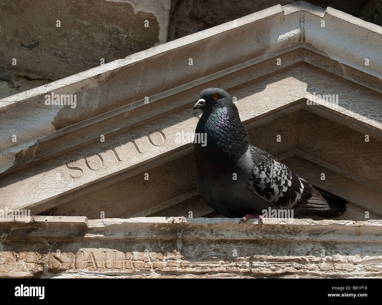 Pigeon underneath Rialto bridge in Venice Stock Photo - Alamy