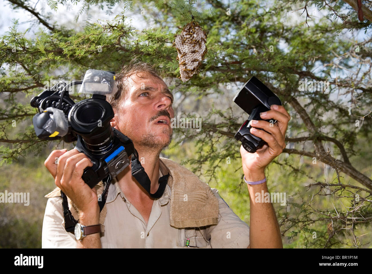 A scientist studies a wasp nest on Santiago Island, Galapagos Stock ...