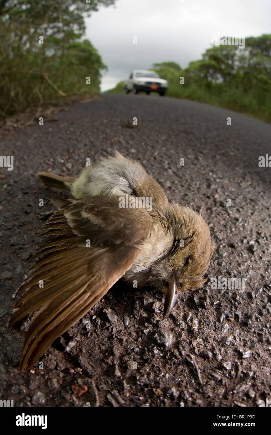 A broad billed fly catcher lies dead on the side of the road after ...