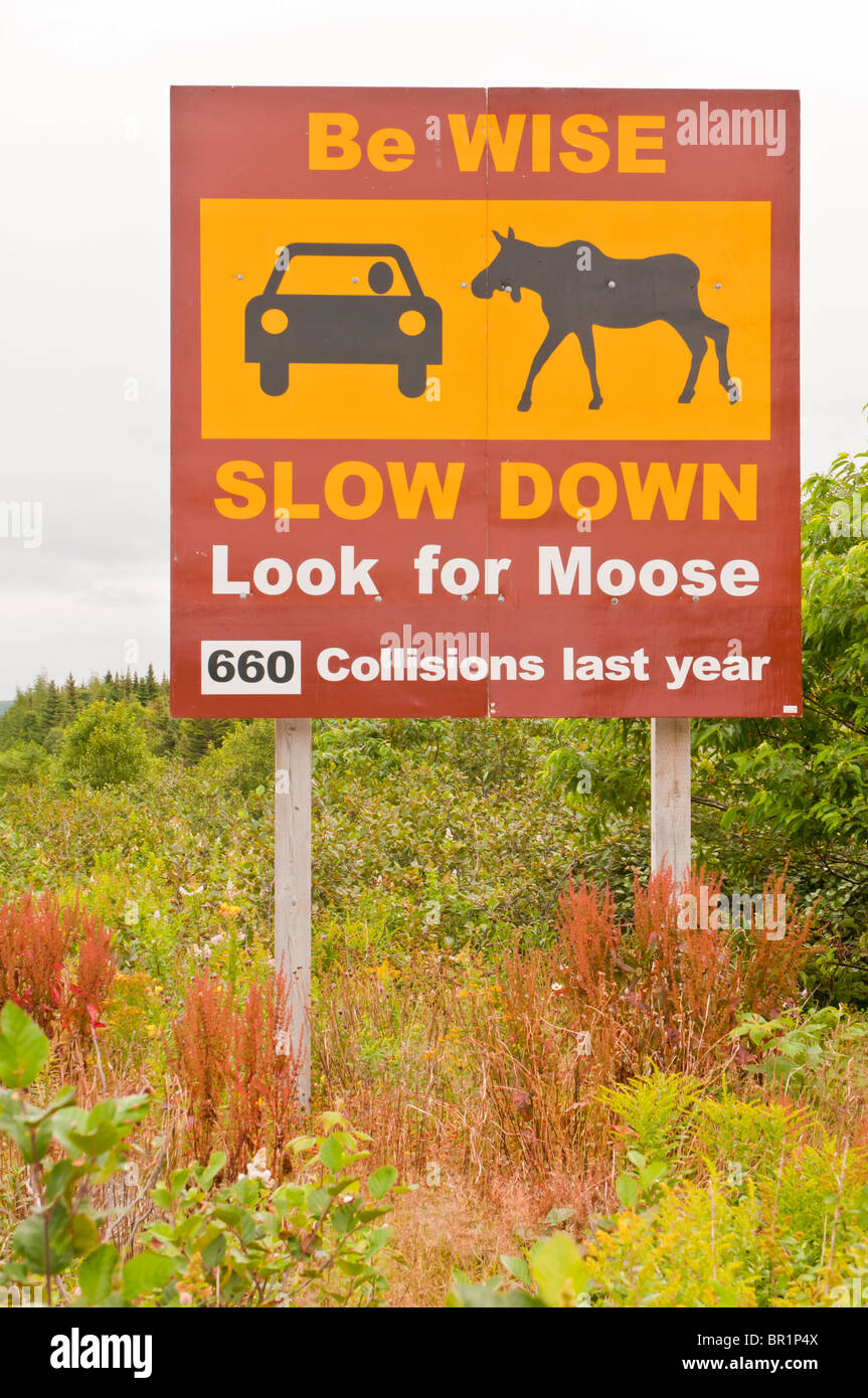 Moose kill hi-res stock photography and images - Alamy