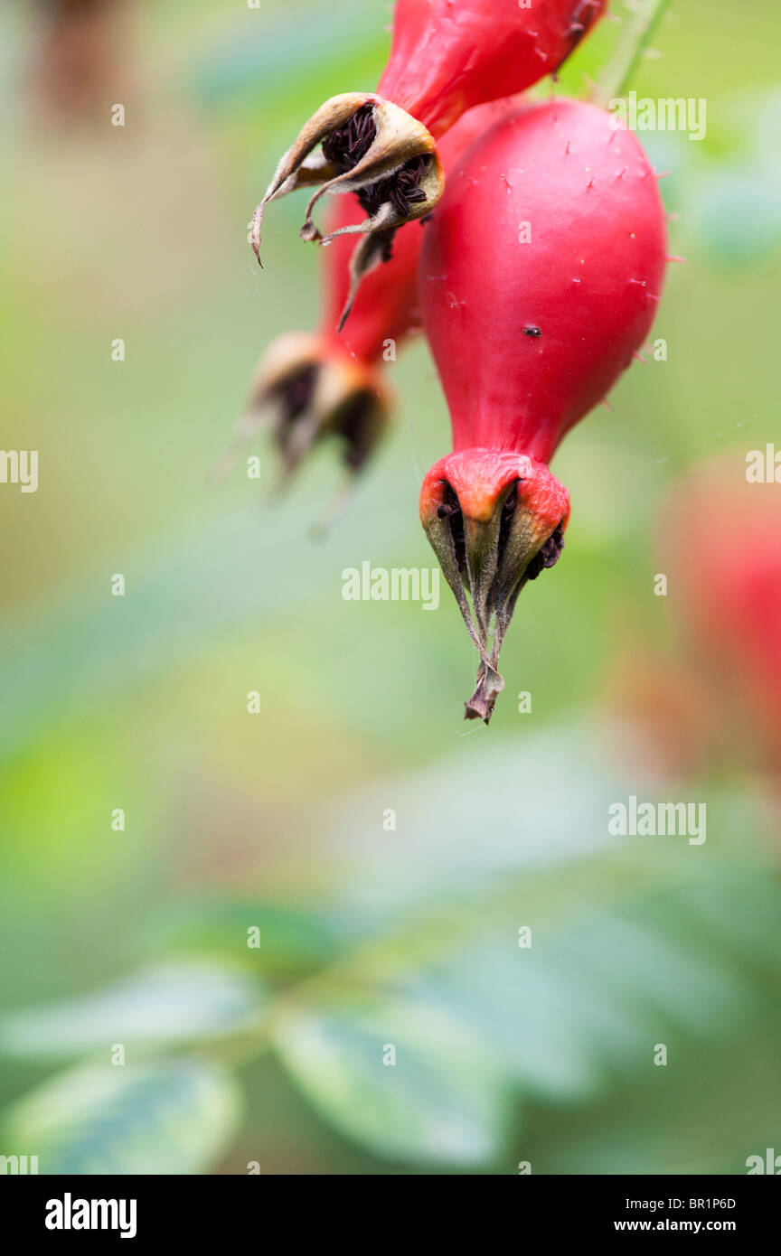 Rose Hip Bush High Resolution Stock Photography and Images - Alamy
