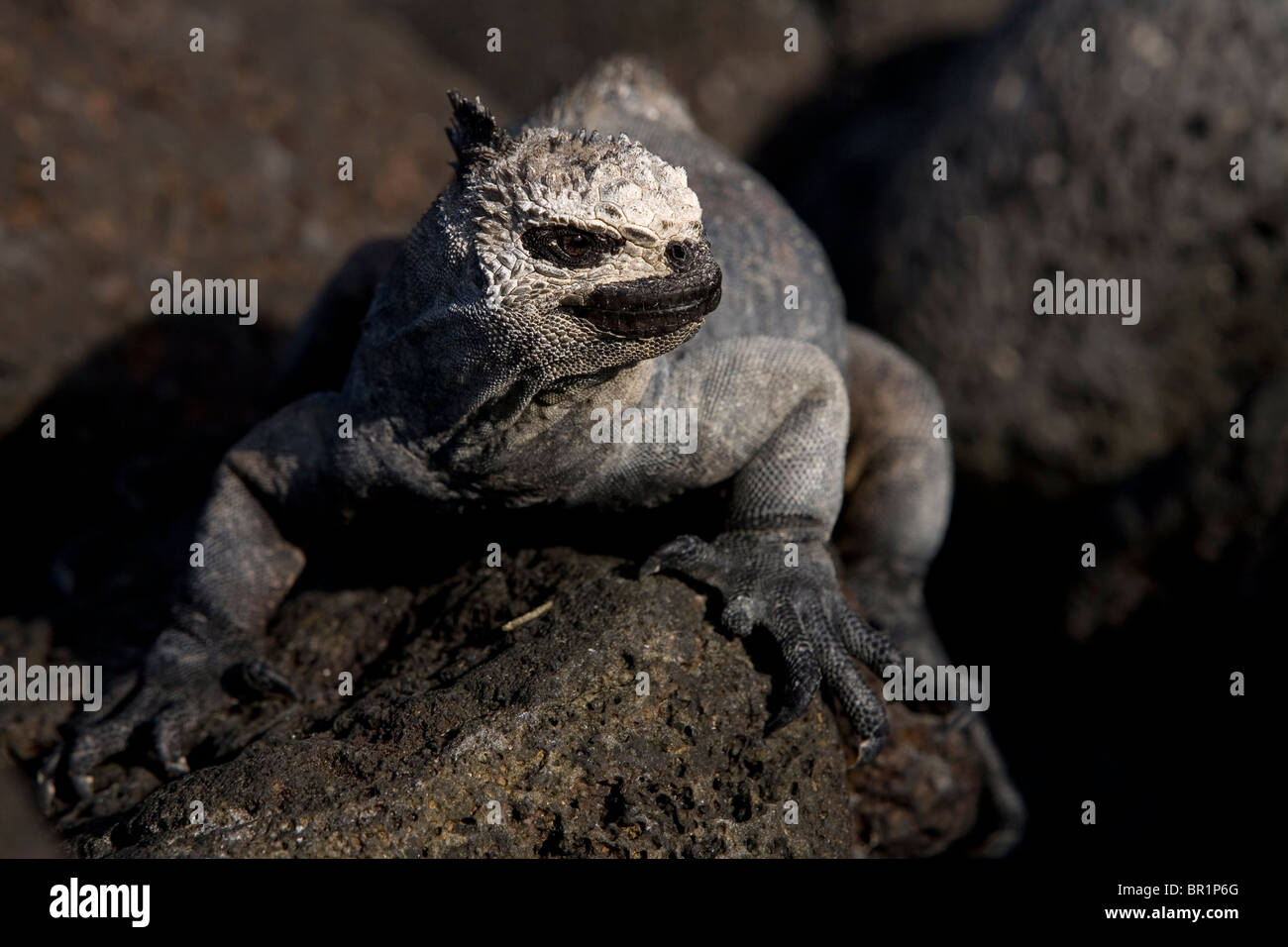 A young marine iguana with a rare, mask-like feature on its face ...