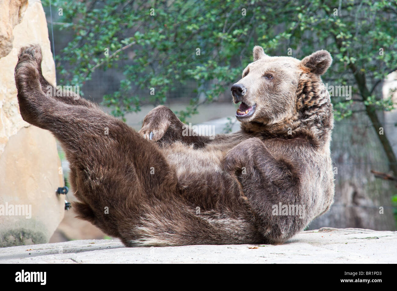Brown Bear Playing Stock Photo - Alamy